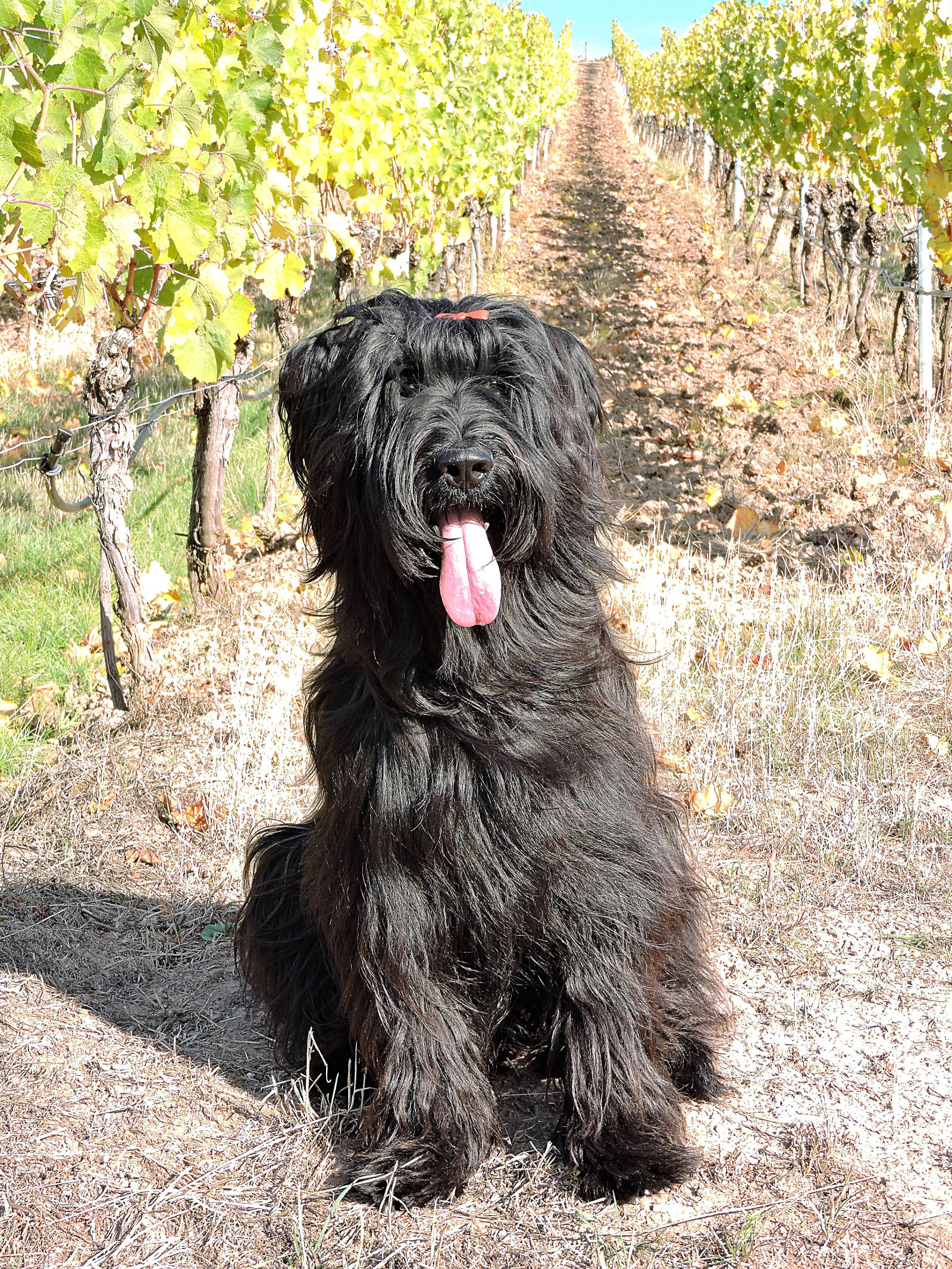 CH. Chaya Felice de la prairie du Rhin – Briards vom Weinbergholz